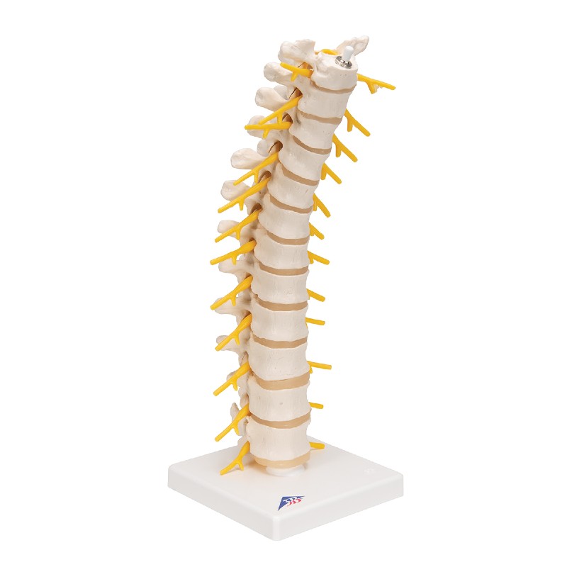 3B Scientific Thoracic Spine Model | Health and Care